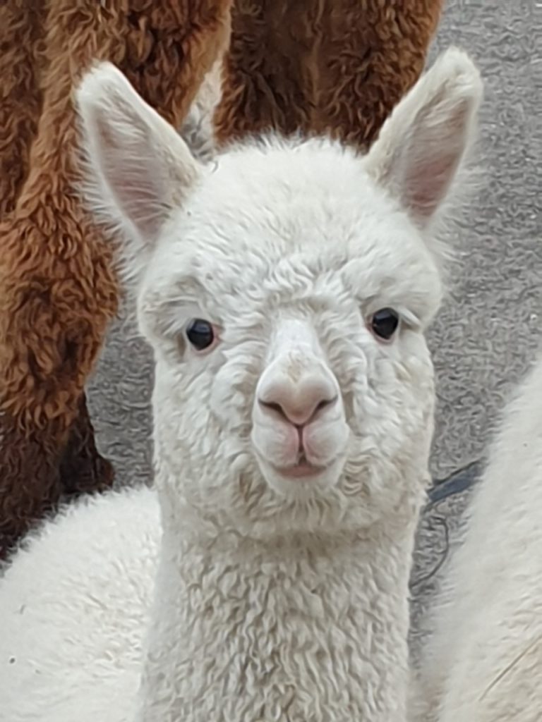 Kennisbank – Noorderland Alpacas